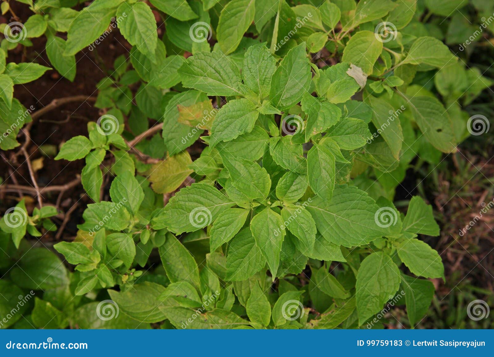 African Basil or Wild Basil Stock Image - Image of aromatic, health ...
