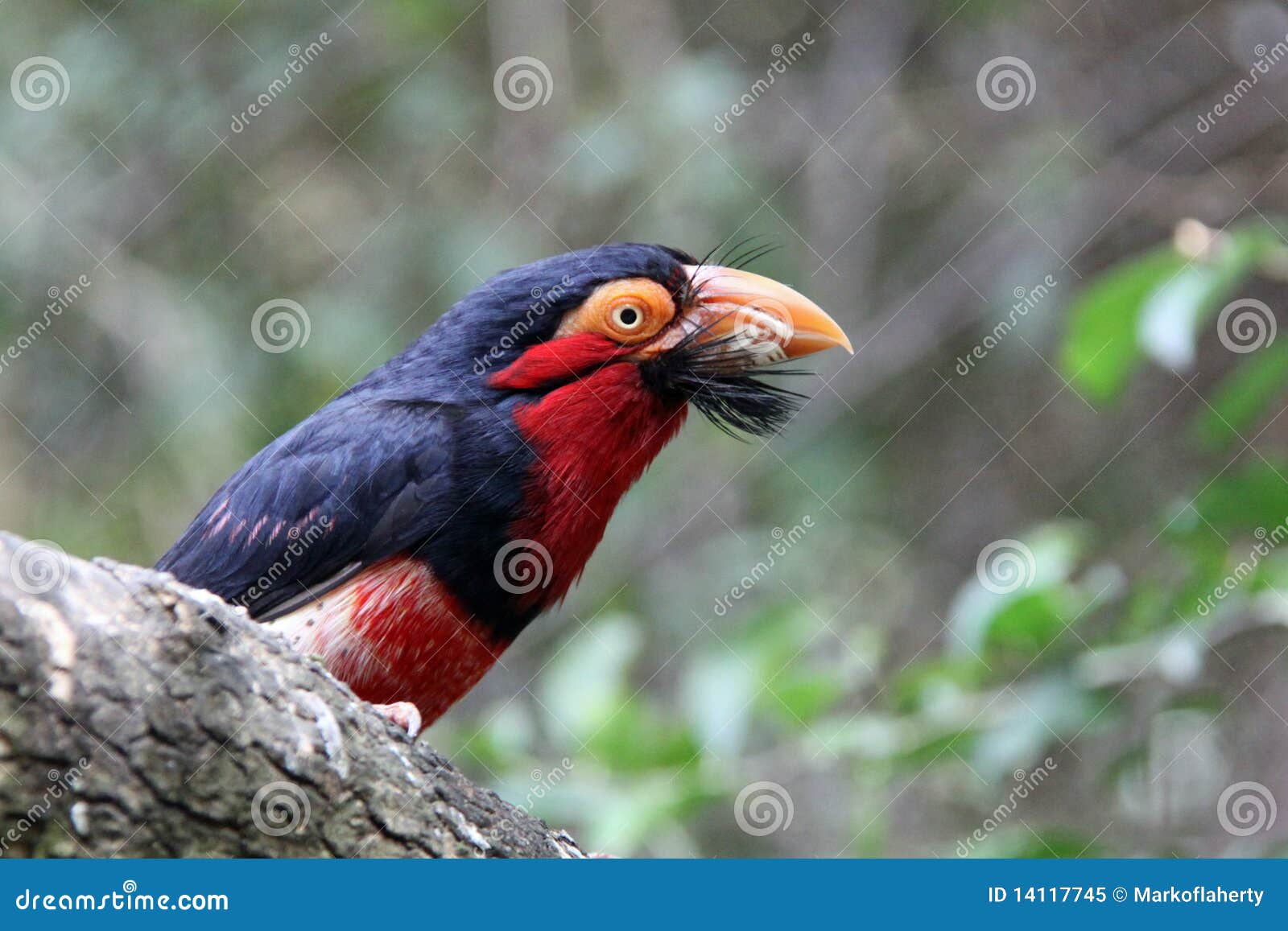 African Bearded Barbet stock image. Image of ornithology - 14117745