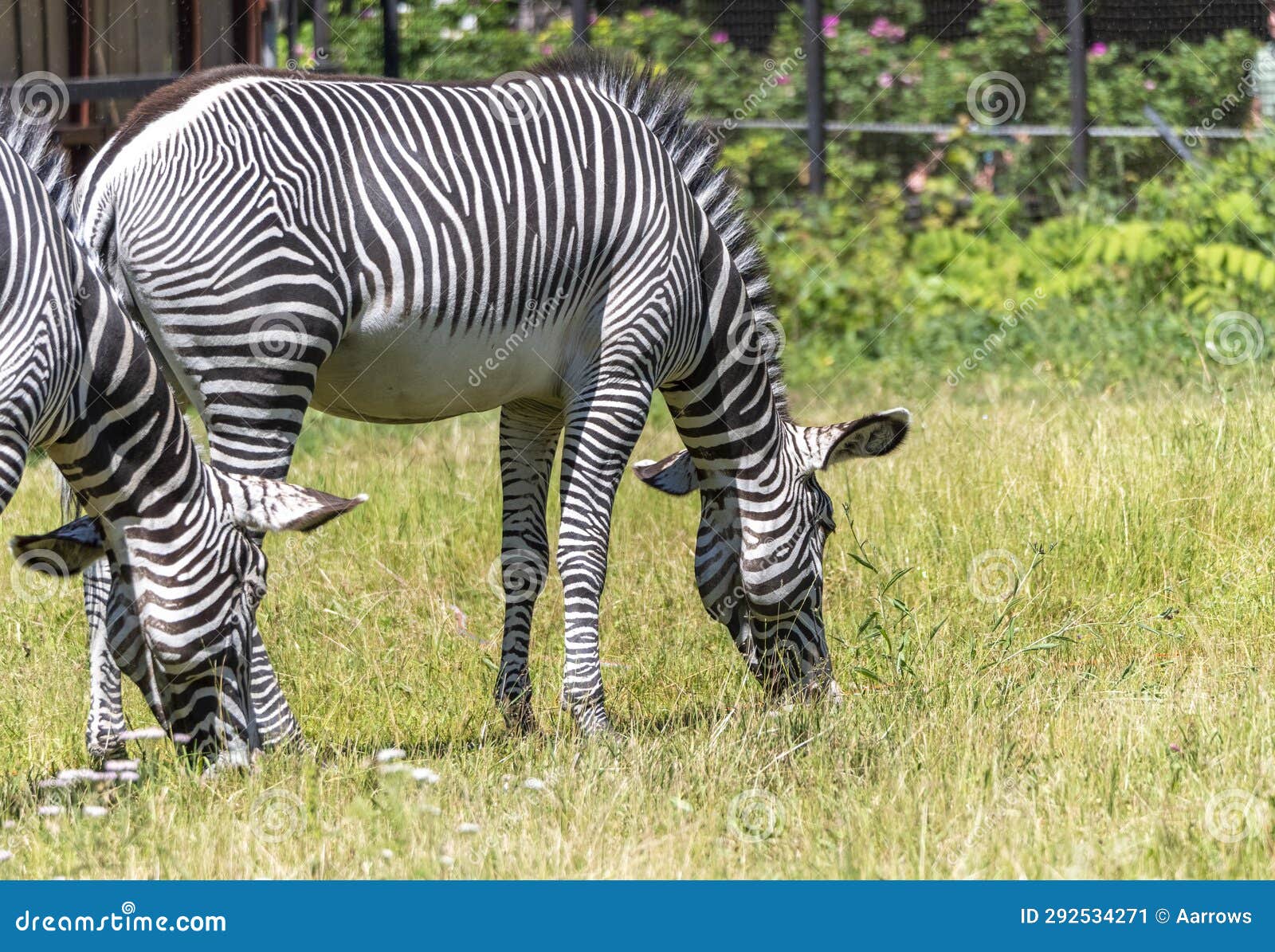 African Beautiful Zebra Eating Fresh Green Grass Stock Image - Image of ...