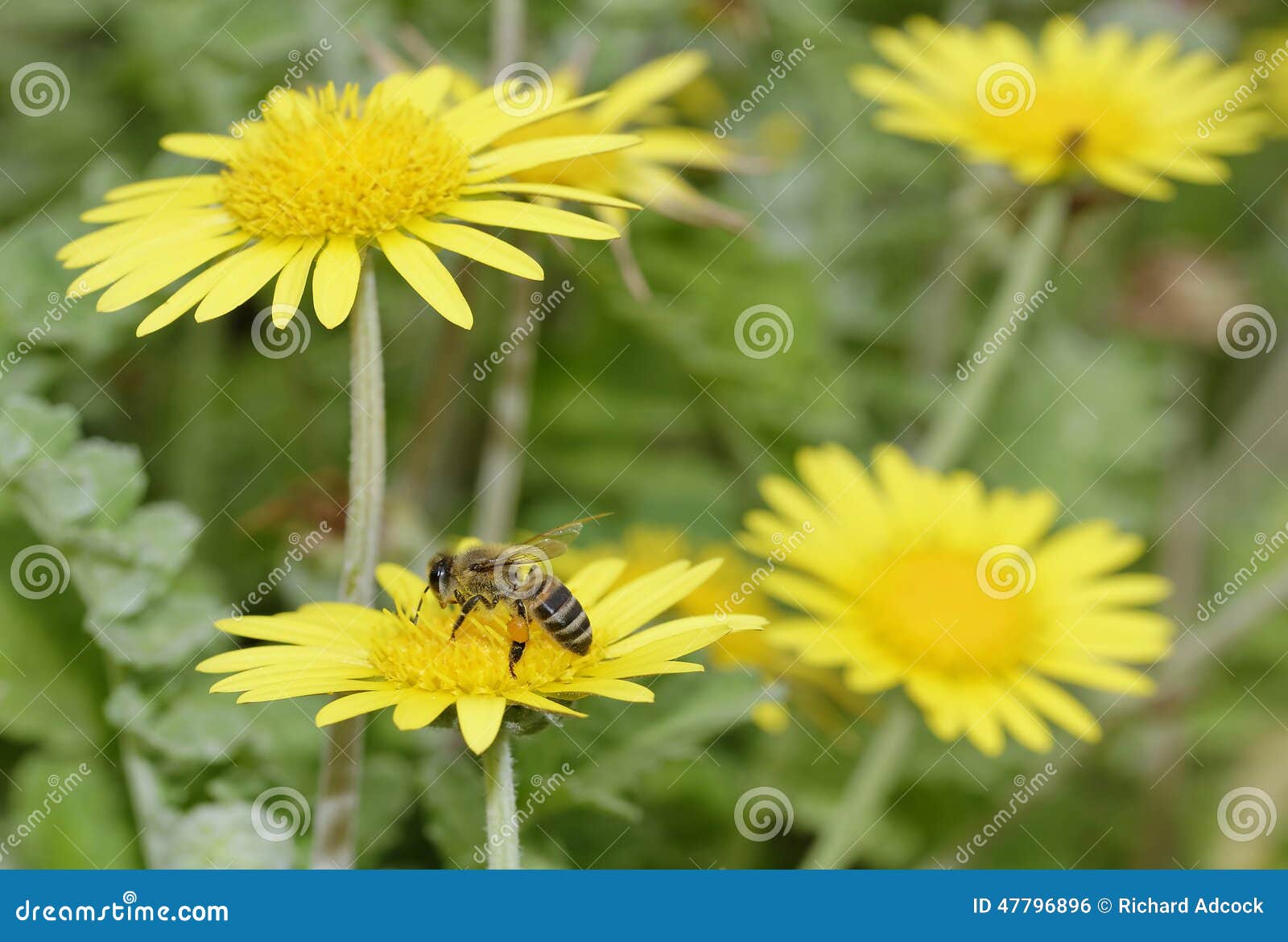 African Bee Visiting Yellow Daisies Stock Photo - Image of care ...