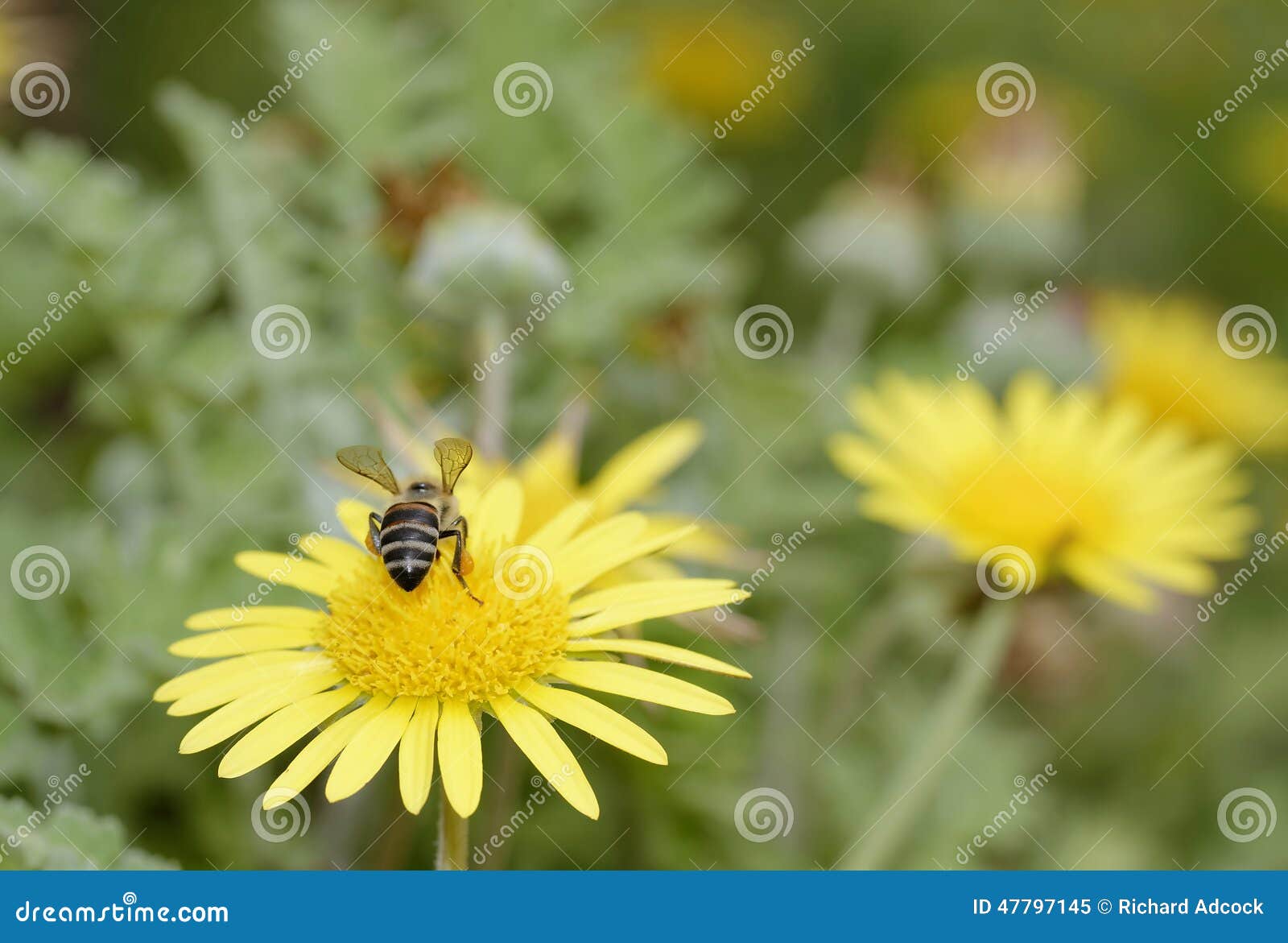African Bee Visiting a Yellow Daisy Stock Image - Image of worker ...