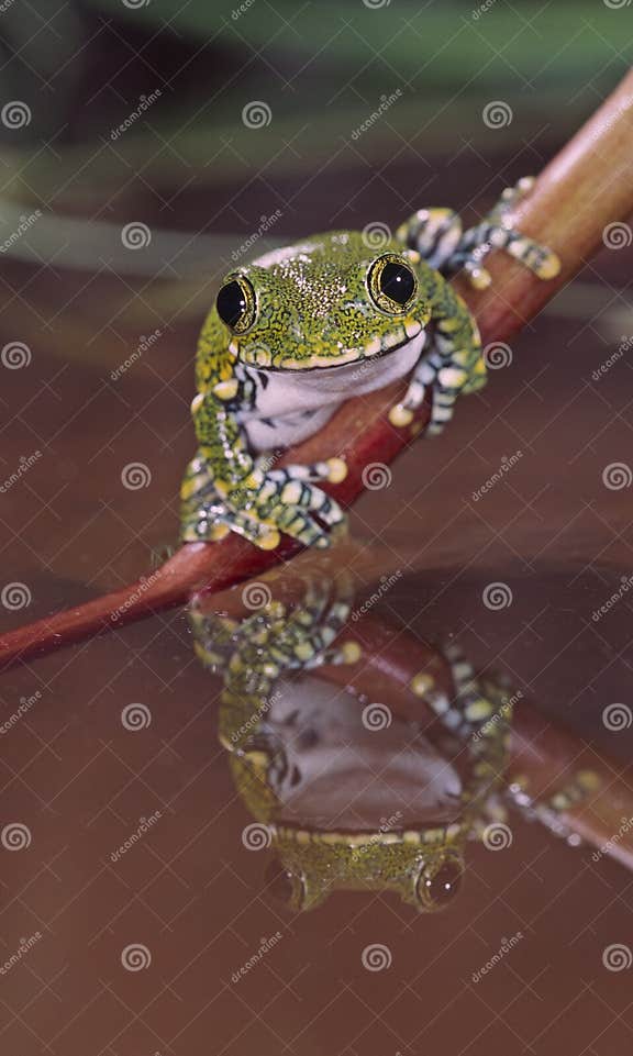 African big eye tree frog stock photo. Image of african - 17023904