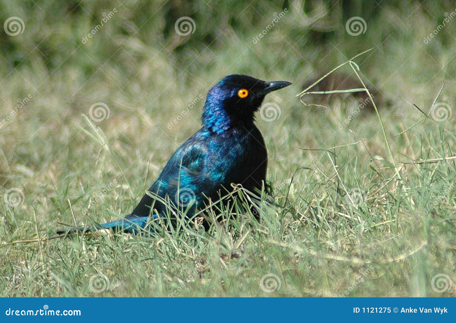 African bird stock image. Image of bird, arid, glossy - 1121275