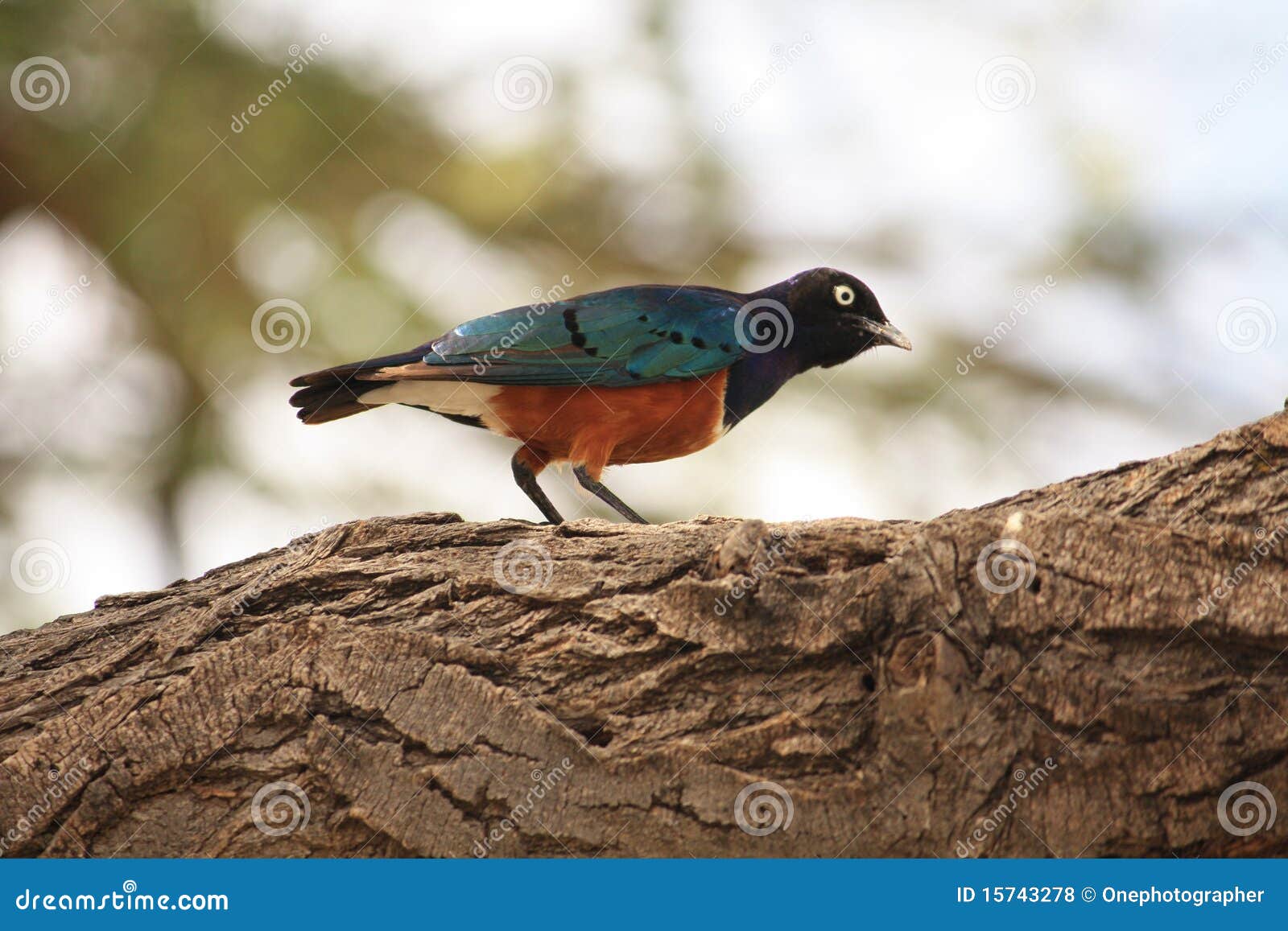 African bird stock photo. Image of nature, trip, colourful - 15743278