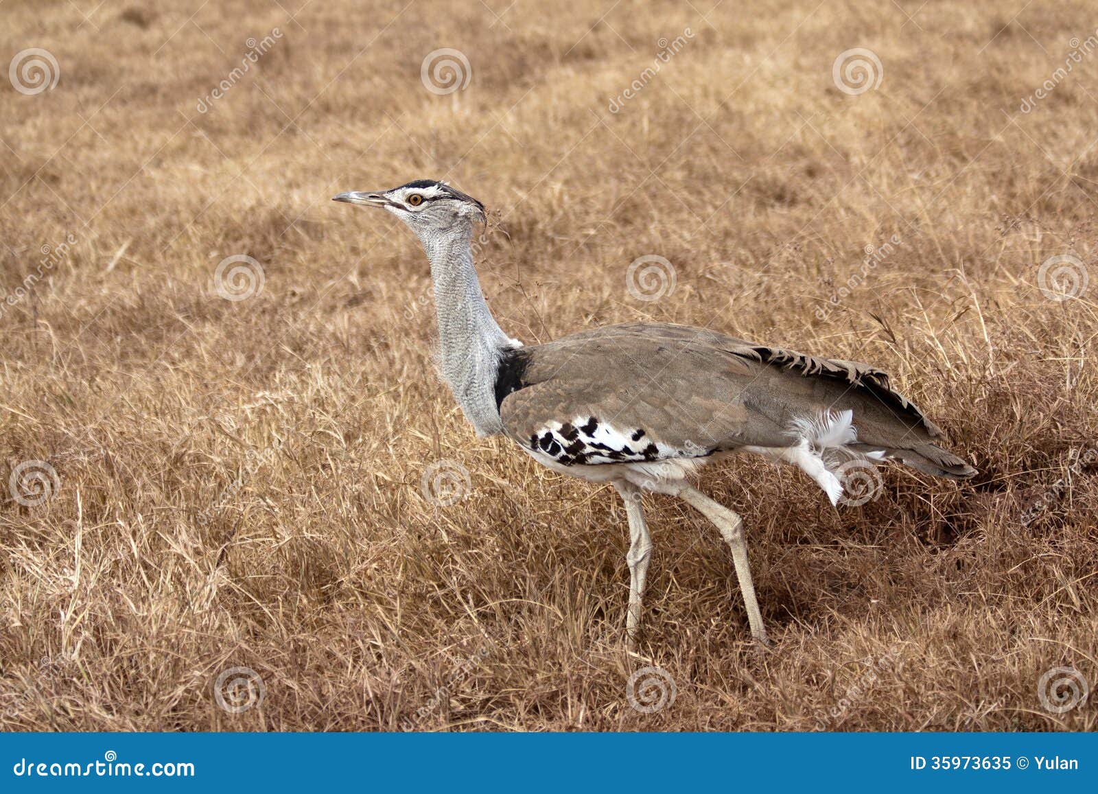 African Bird: Kori Bustard stock image. Image of behavior - 35973635