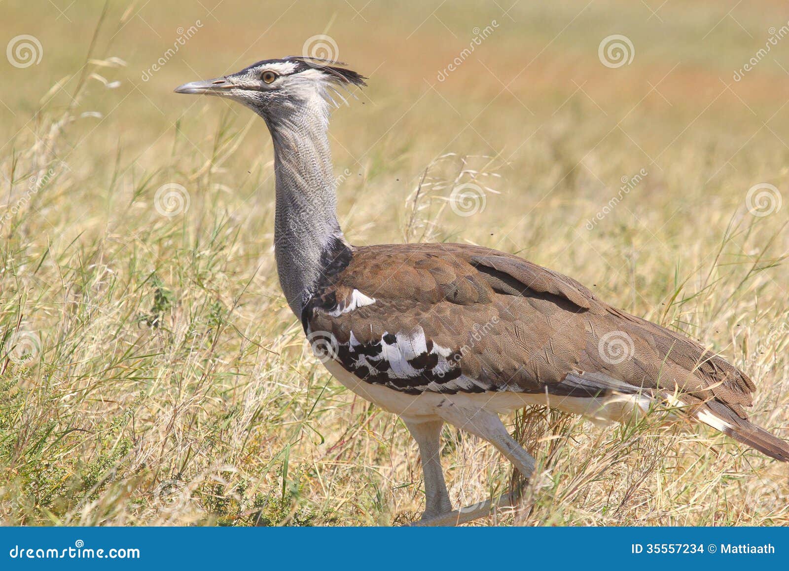 African Bird, Kori Bustard, in the Bush Stock Photo - Image of bush ...