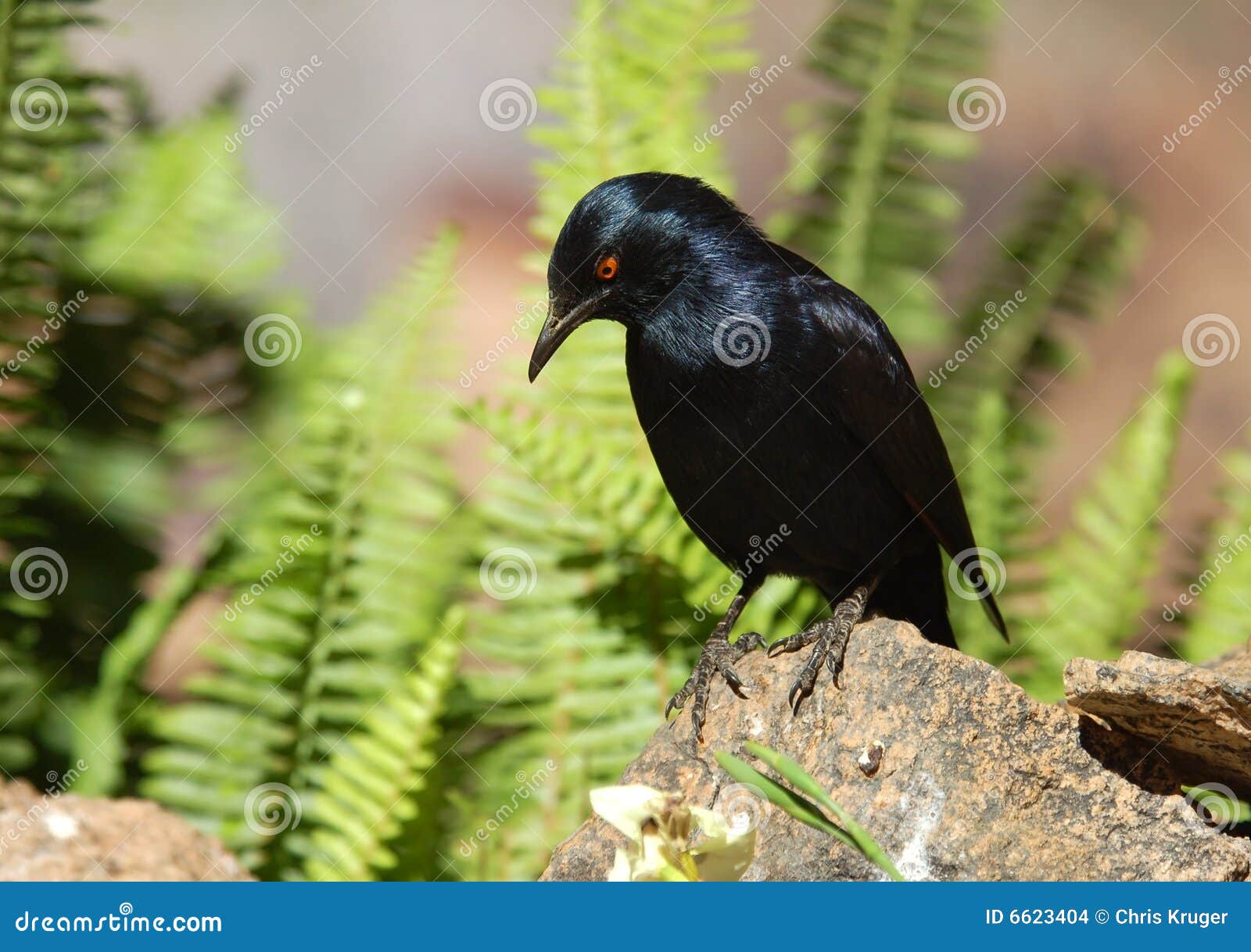 African Bird: Palewinged Starling Stock Photo - Image of african ...