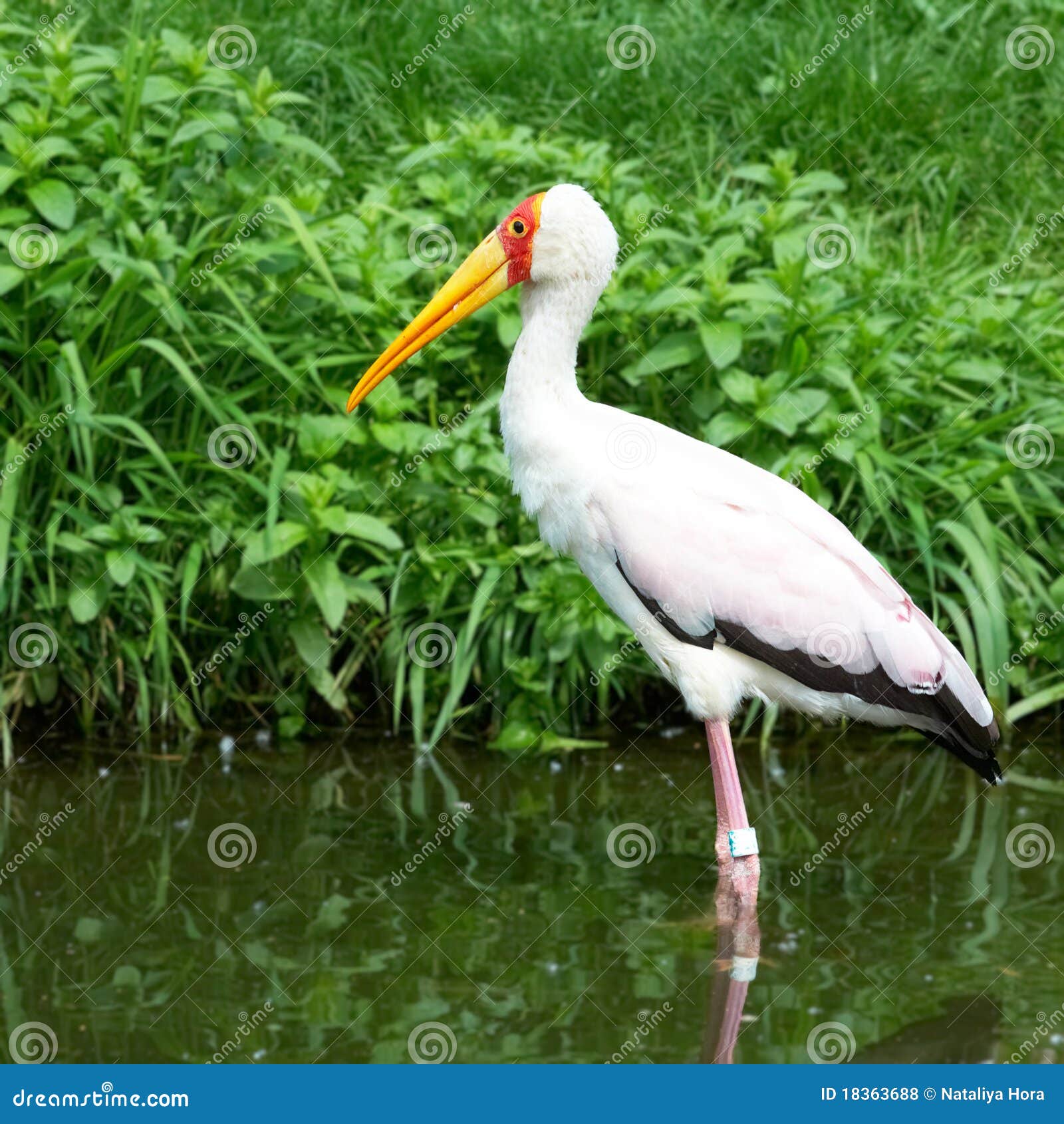 African Bird Yellow-billed Stork Stock Photo - Image of animal, feather ...