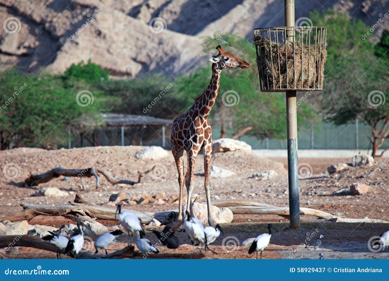 African Birds, Giraffe Feeding Stock Image - Image of long, nose: 58929437