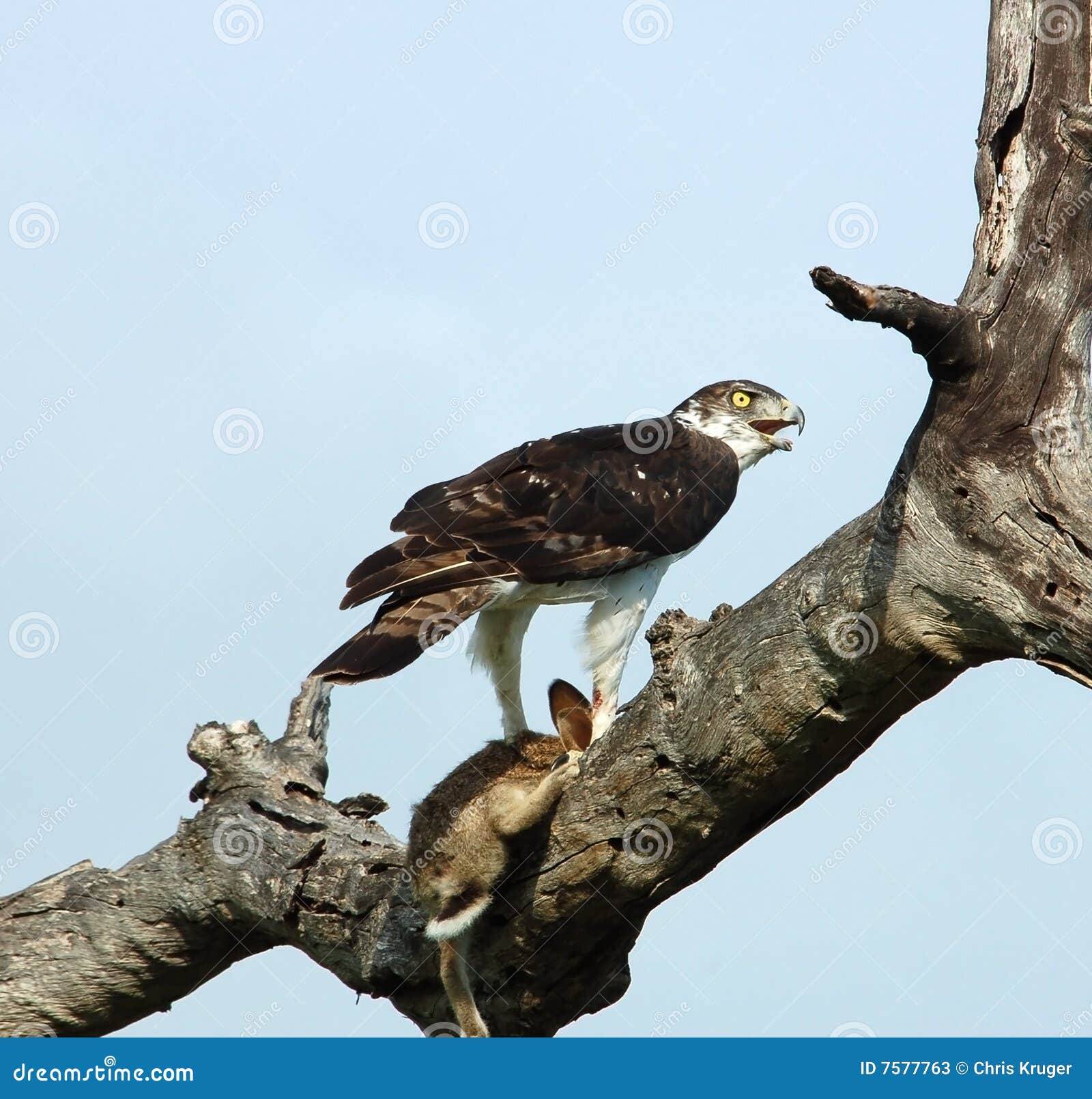 African Birds: Martial Eagle Stock Image - Image of flight, dangerous ...