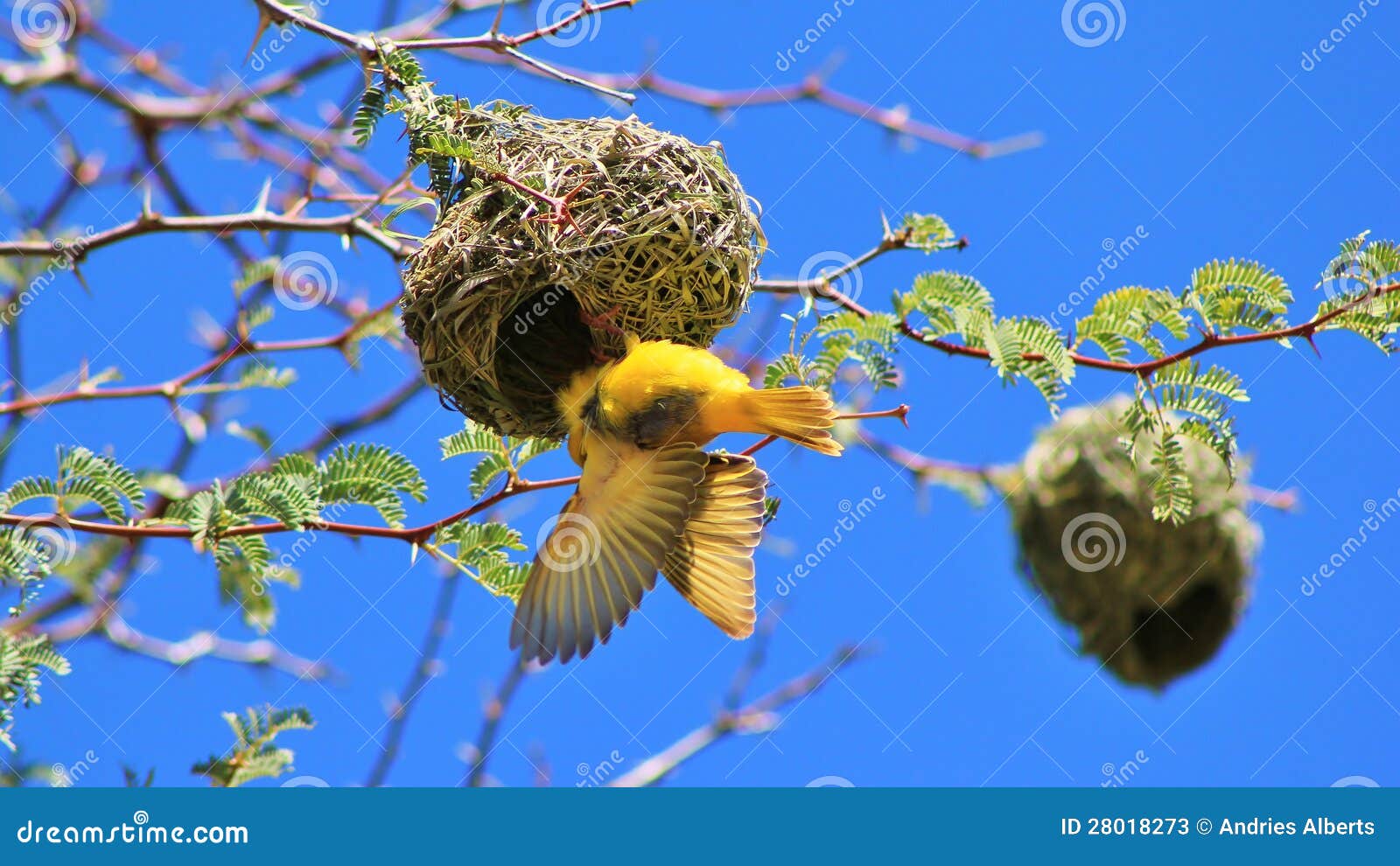 African Birds, Yellow Weaver and Flutter Stock Image - Image of flight ...