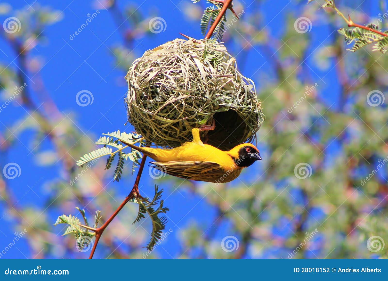 African Birds, Yellow Weaver, Social at Work 2 Stock Photo - Image of ...