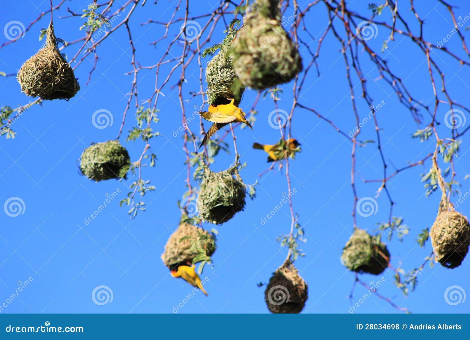 African Birds, Yellow Weaver, Social at Work Stock Photo - Image of ...