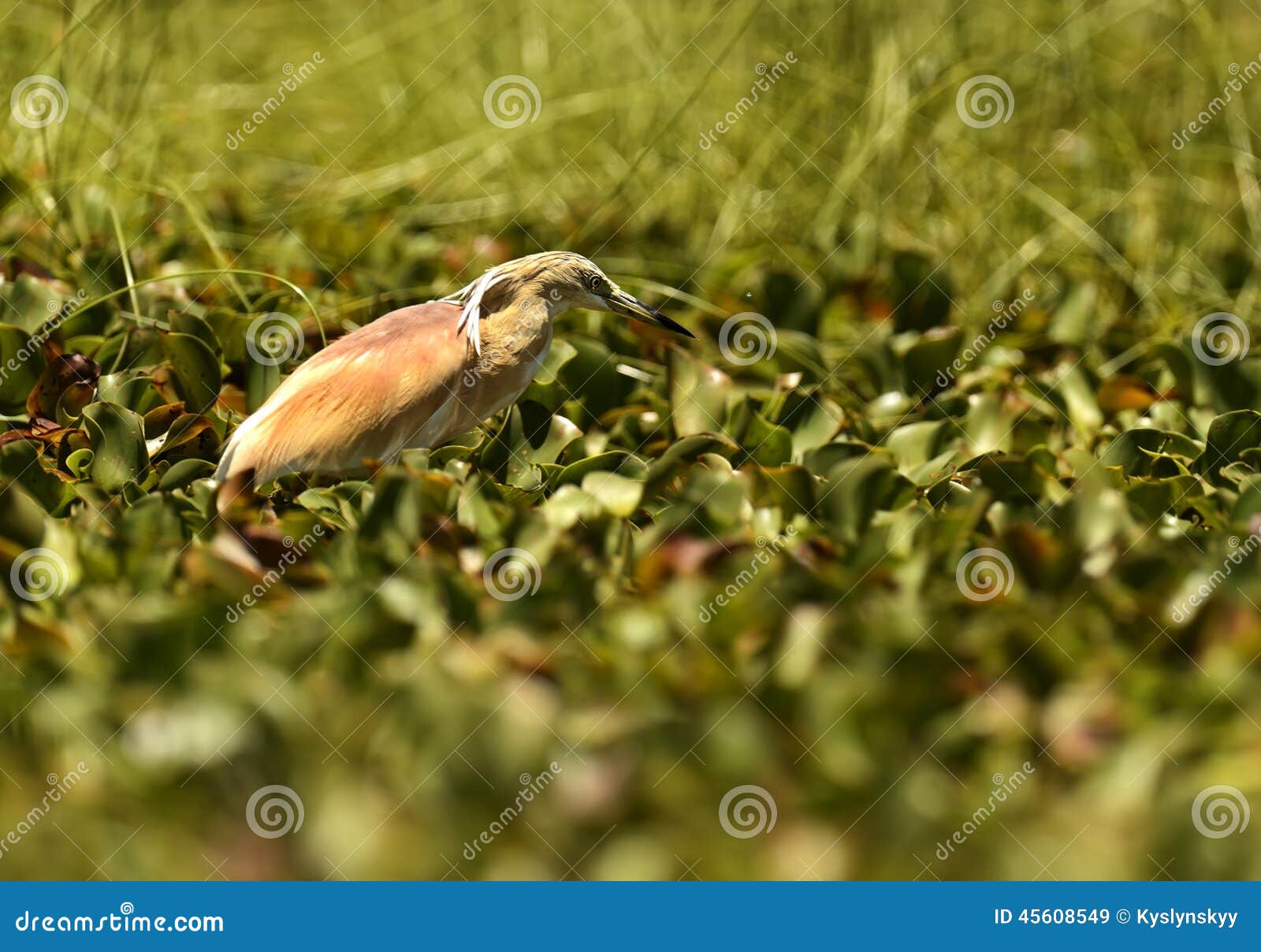 African Bittern stock image. Image of animals, national - 45608549