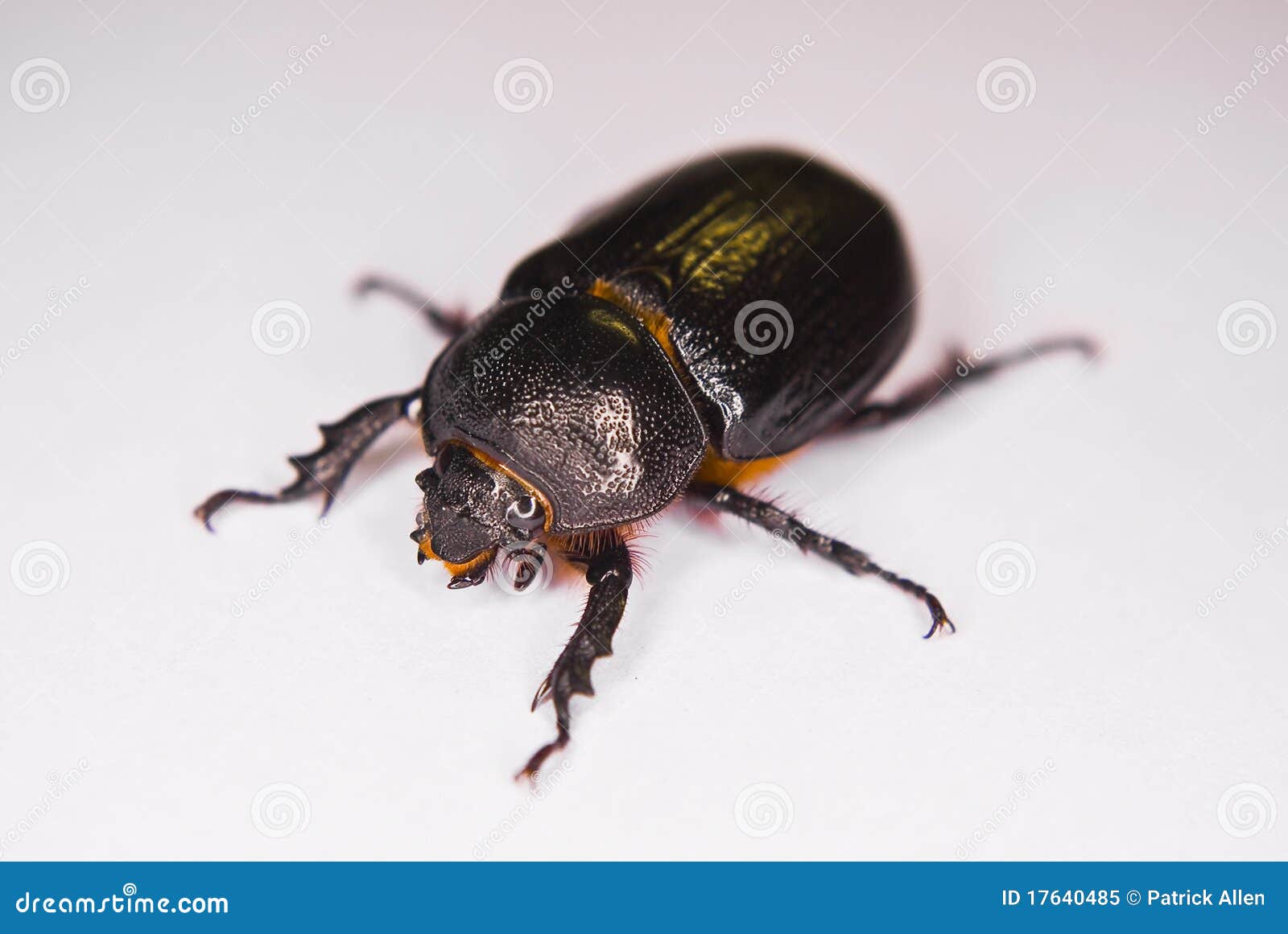 African Black Beetle stock image. Image of pest, beetle - 17640485