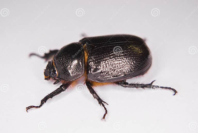 African Black Beetle stock photo. Image of isolated, coleoptera - 17706848