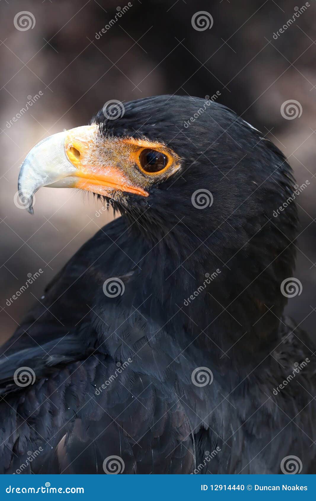 African Black Eagle Portrait Stock Photo - Image of portrait, wildlife ...