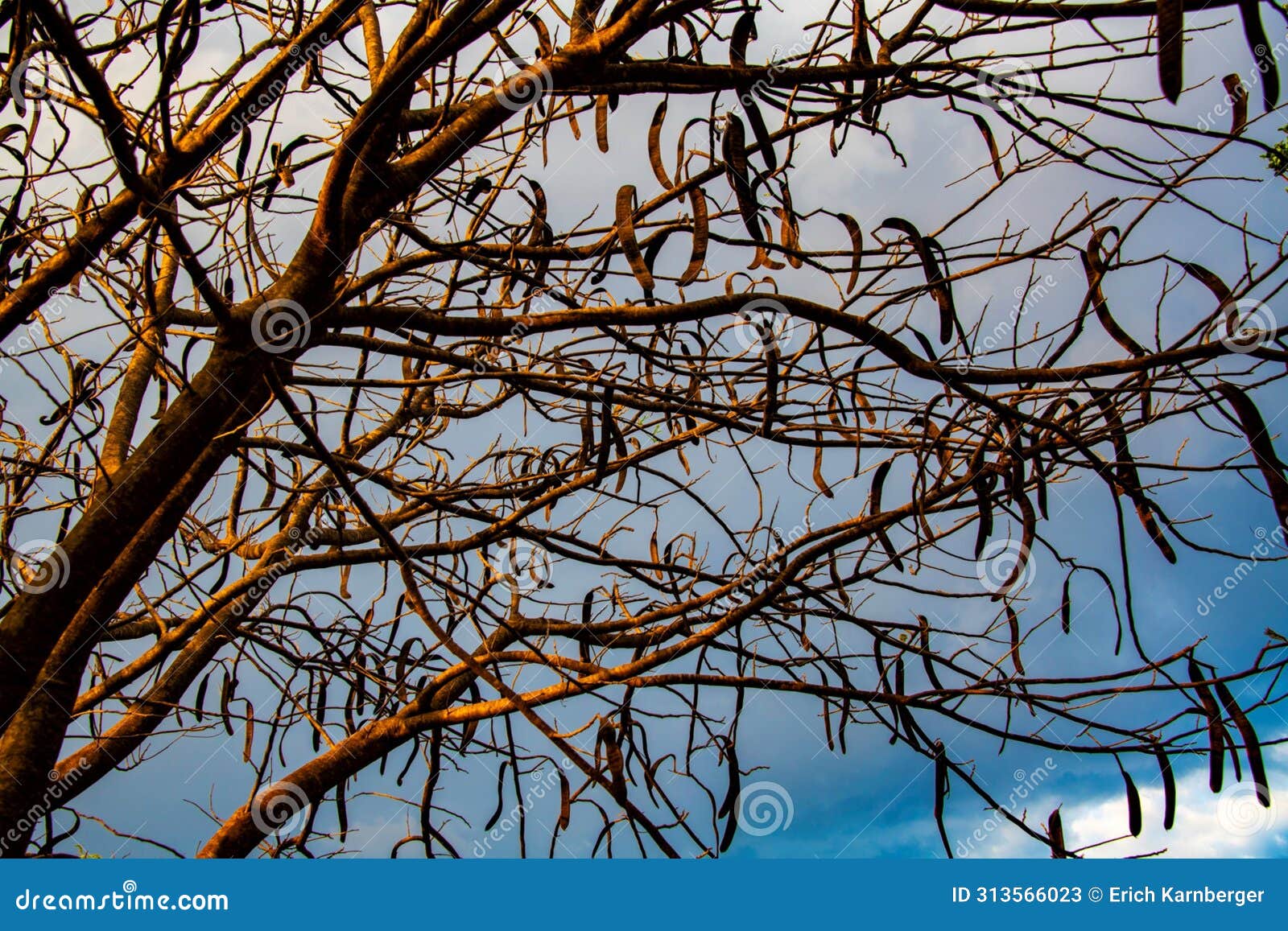 African Black Locust Tree Branches Stock Image - Image of branch, bare ...