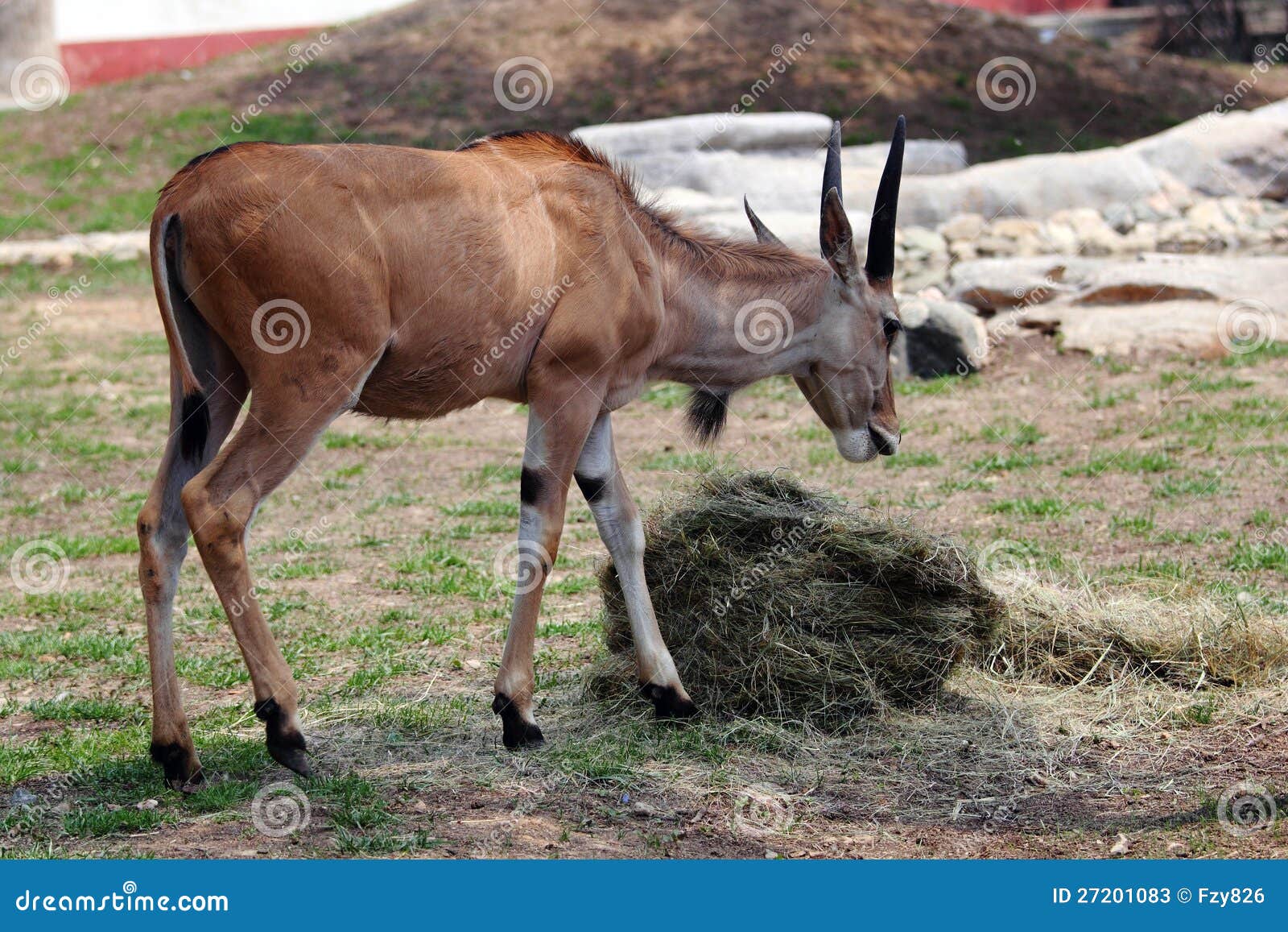 The African blesbok stock image. Image of nature, wilderness - 27201083