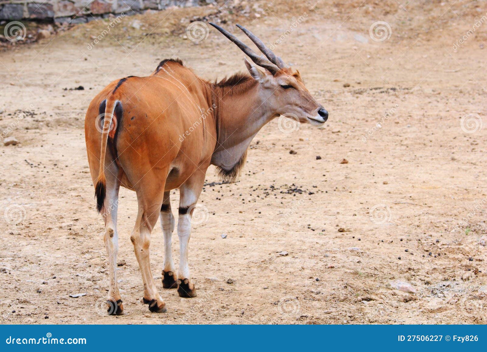 The African blesbok stock image. Image of antelope, mammal - 27506227