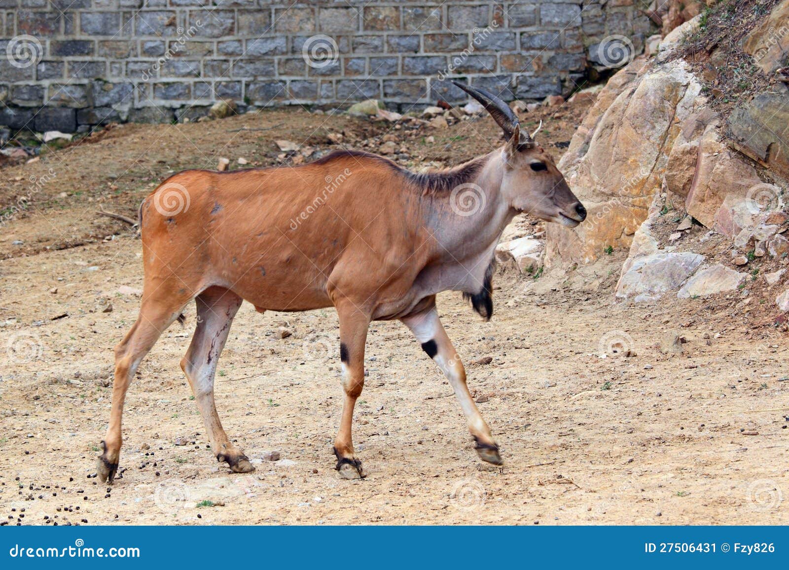 The African blesbok stock image. Image of angle, antelope - 27506431