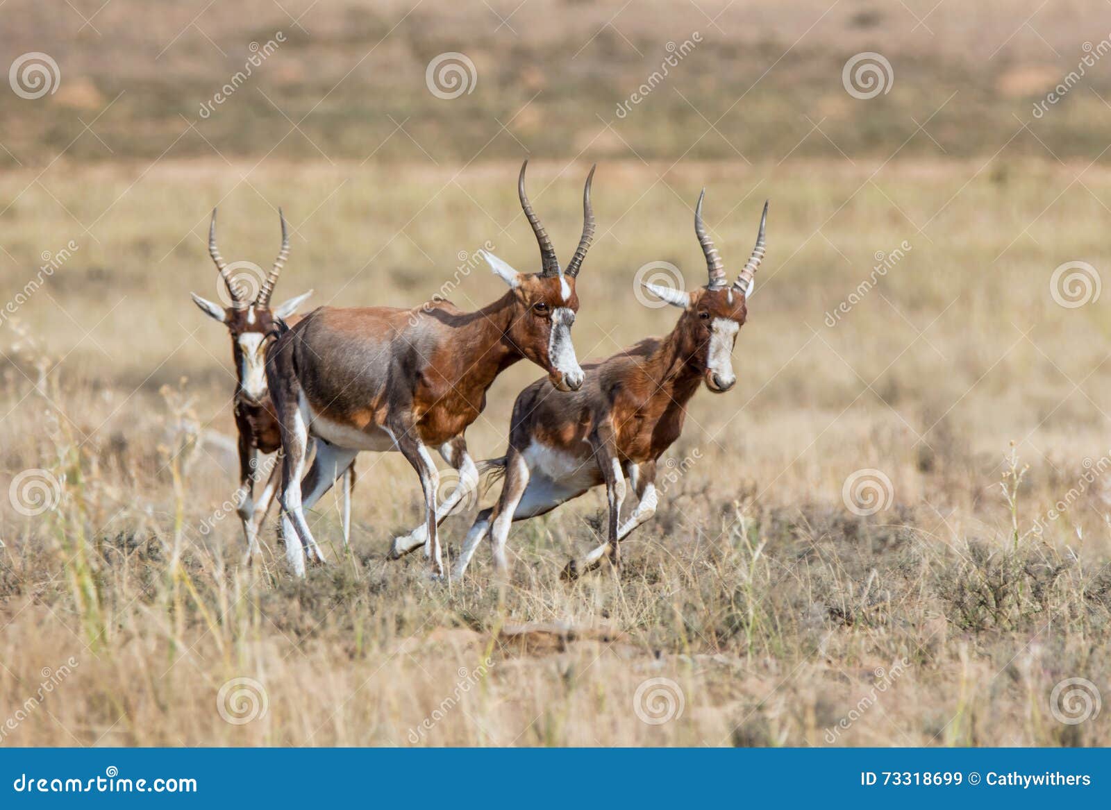 African Blesbok Antelope stock image. Image of herd, africa - 73318699