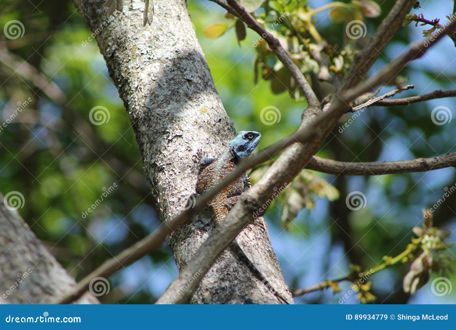 African Bloukop Lizard stock image. Image of mating, animal - 89934779
