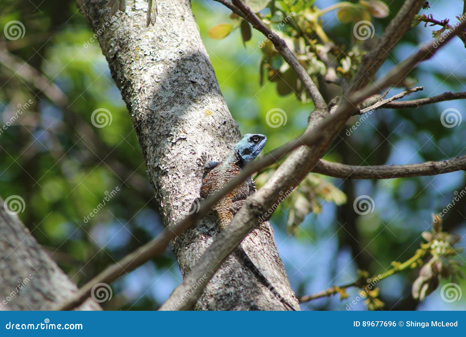 African Bloukop Lizard stock photo. Image of impressive - 89677696