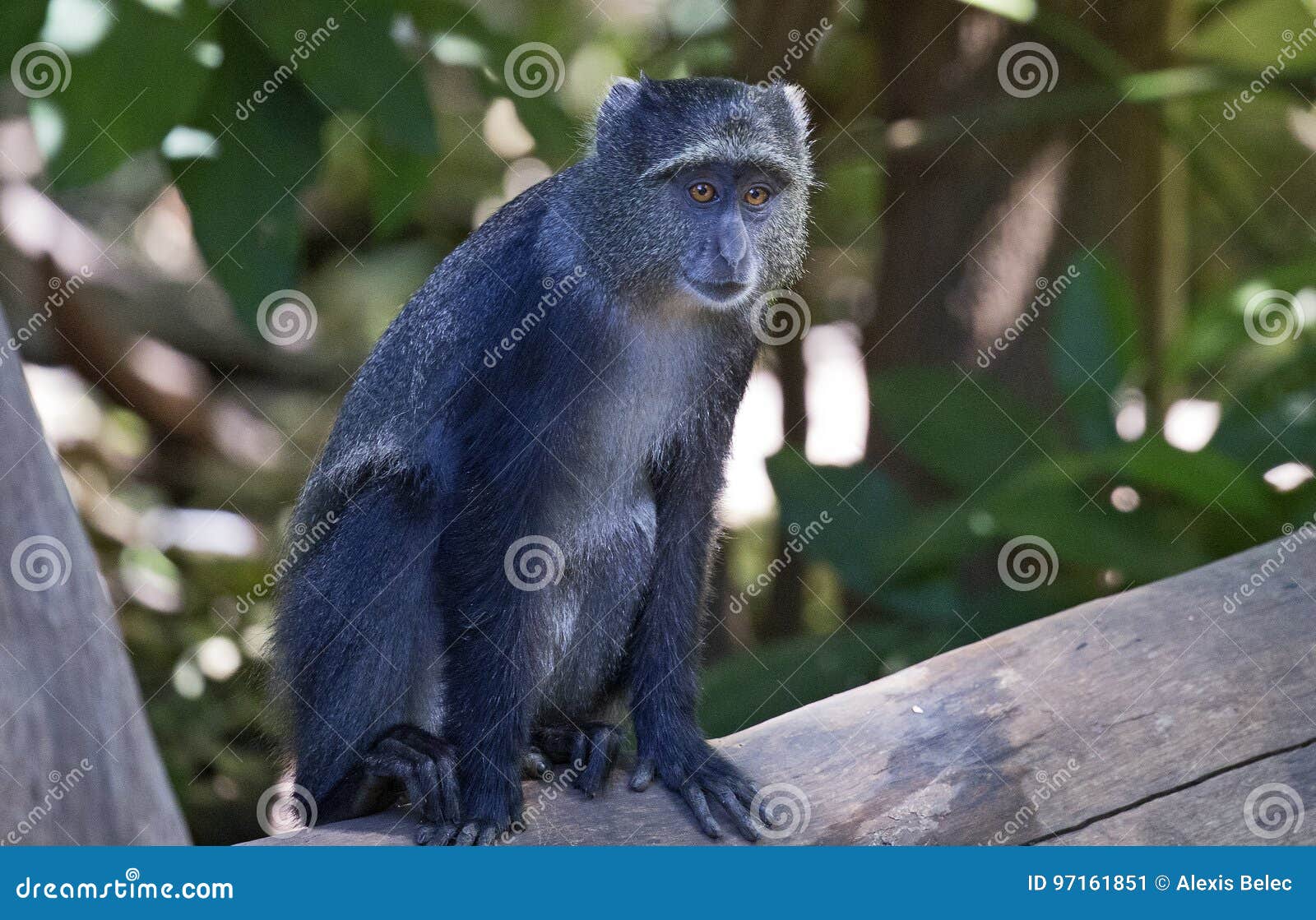African blue monkey stock image. Image of monkey, face - 97161851