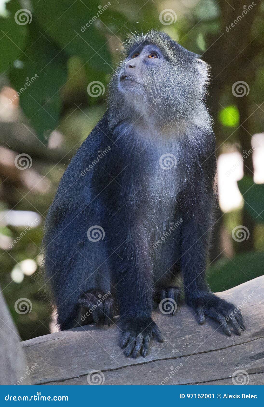 African blue monkey stock image. Image of mitis, nature - 97162001