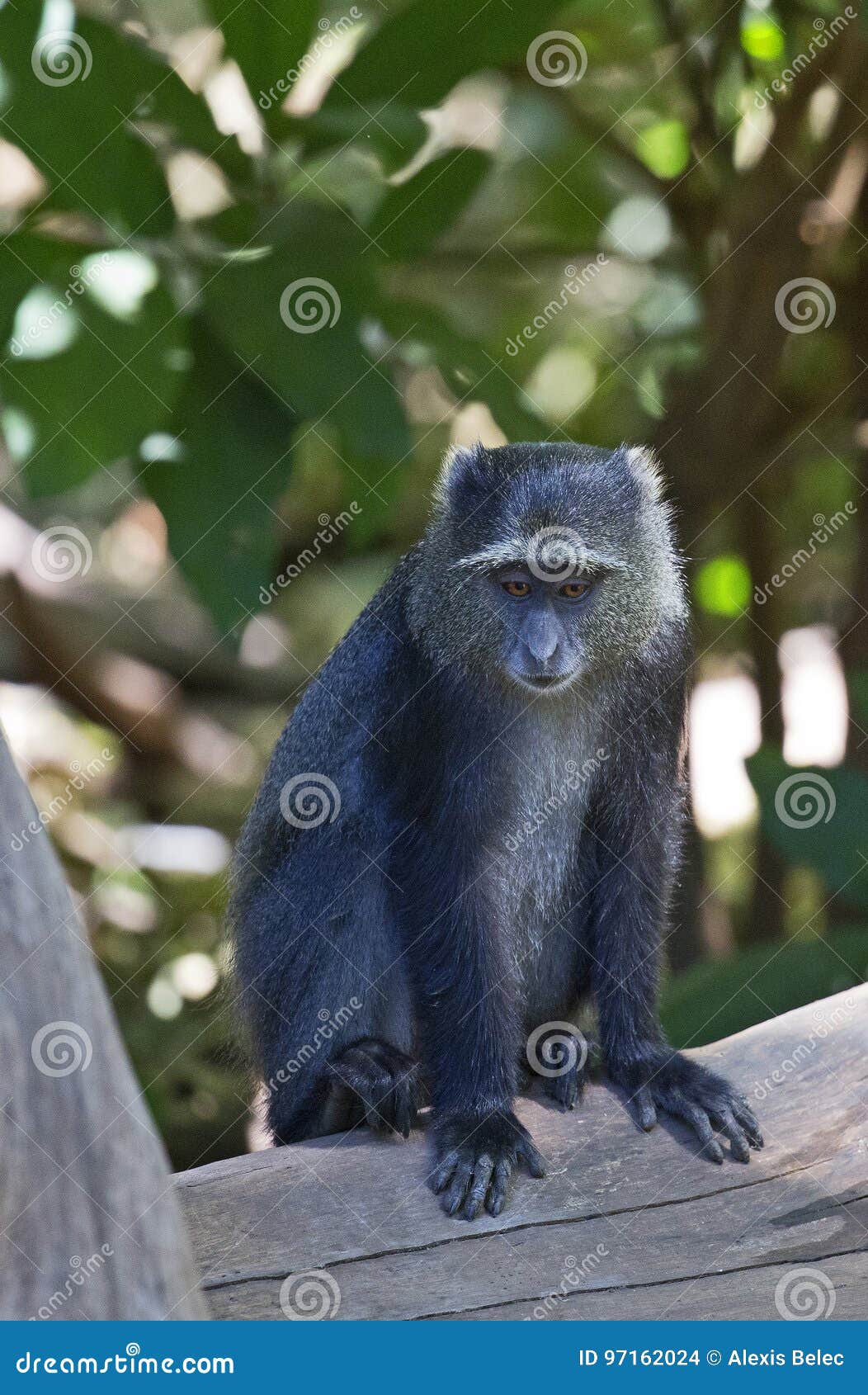 Cute African Monkeys