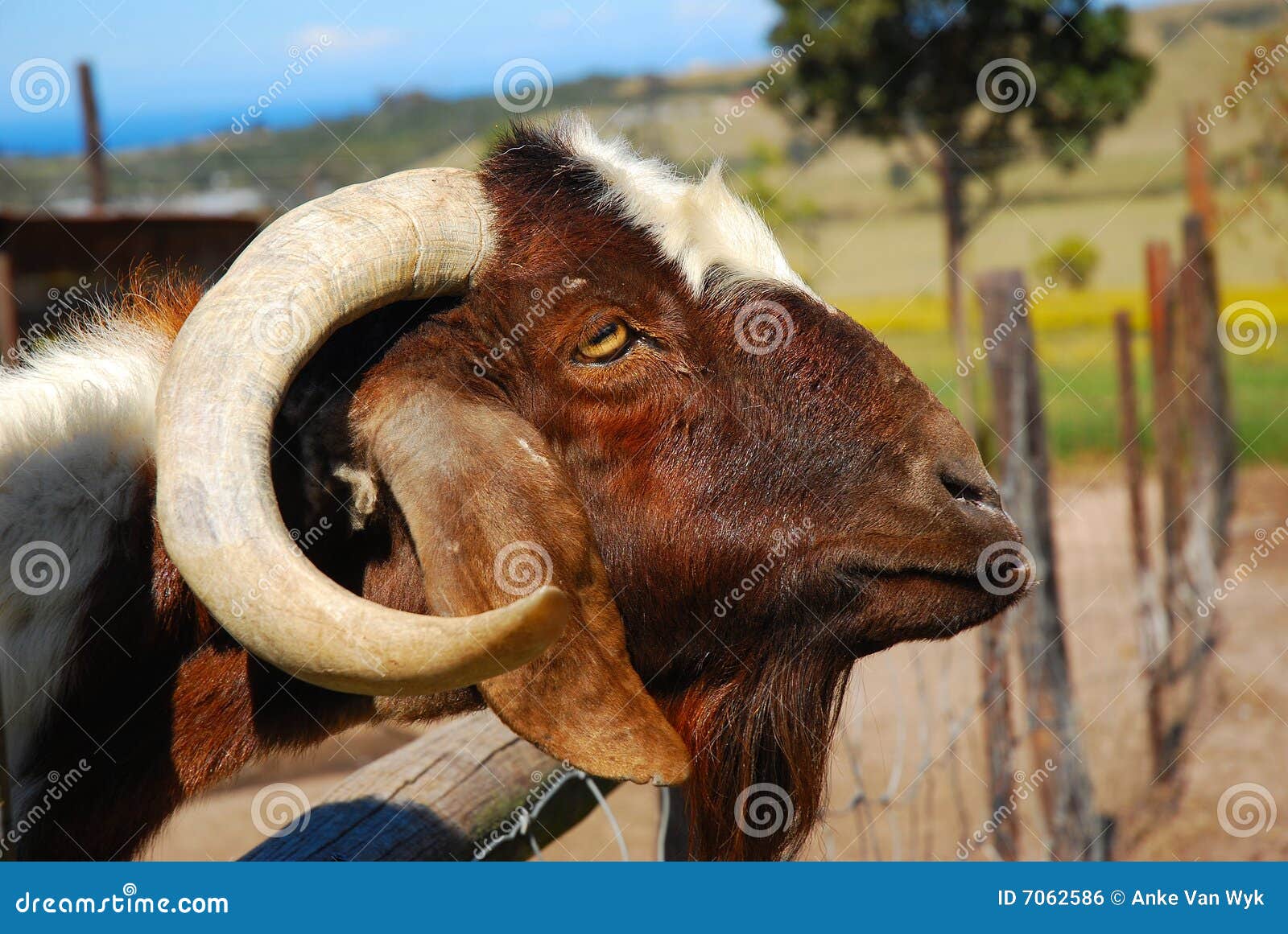 African Boer goat stock photo. Image of breed, africas - 7062586