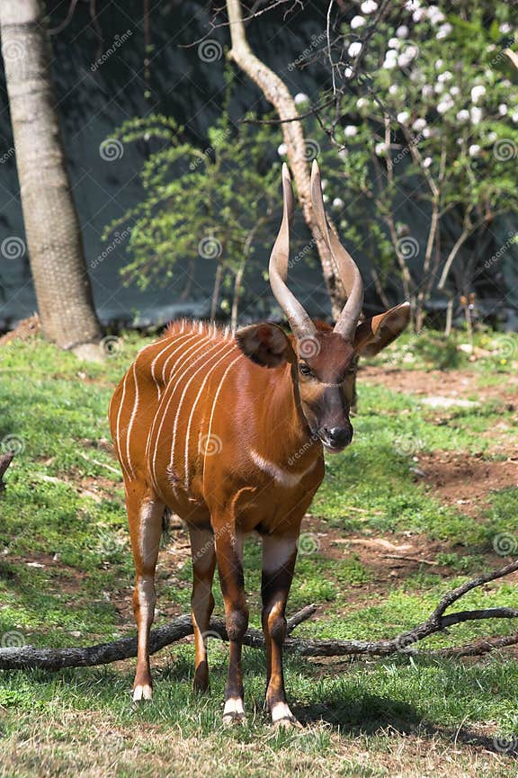 African Bongo stock photo. Image of stripes, hoofstock - 709866