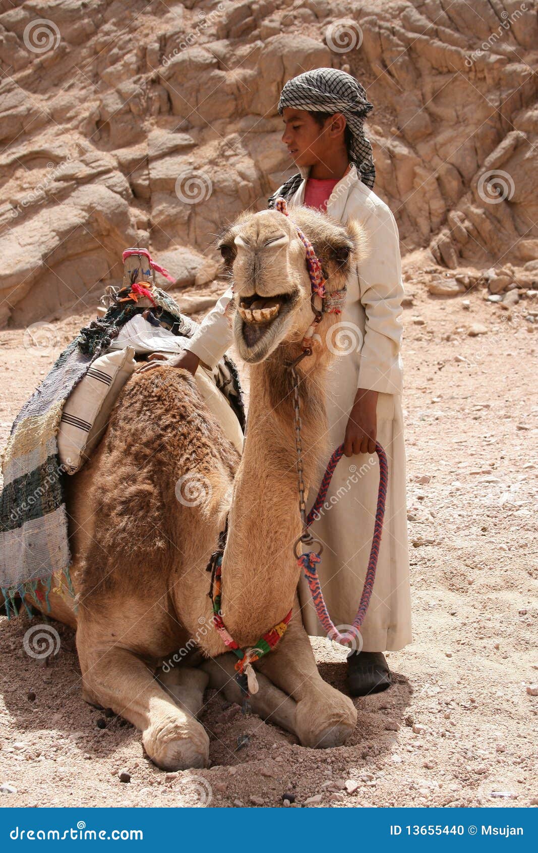 Camel In A Bedouin Settlement Wearing An Iron Muzzle Stock Photo ...