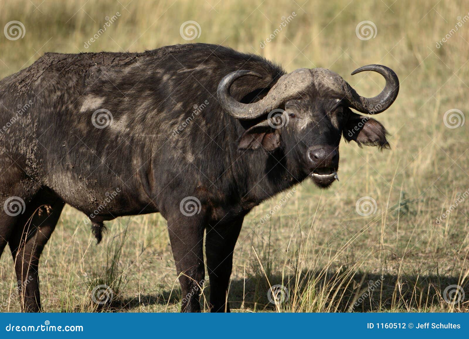 African Buffalo Picture. Image: 1160512