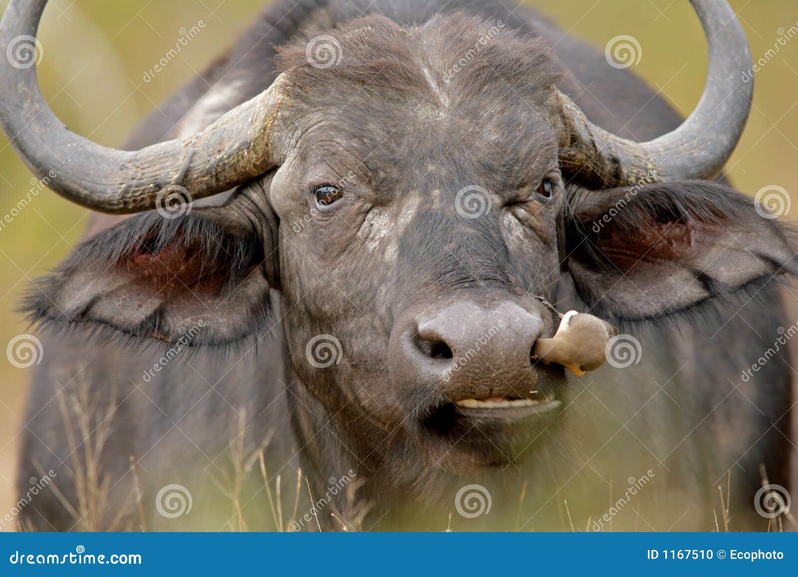 African buffalo stock photo. Image of bovine, nature, adapted - 1167510