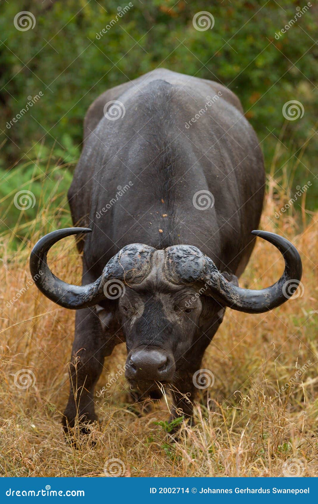 African buffalo stock photo. Image of south, single, full - 2002714