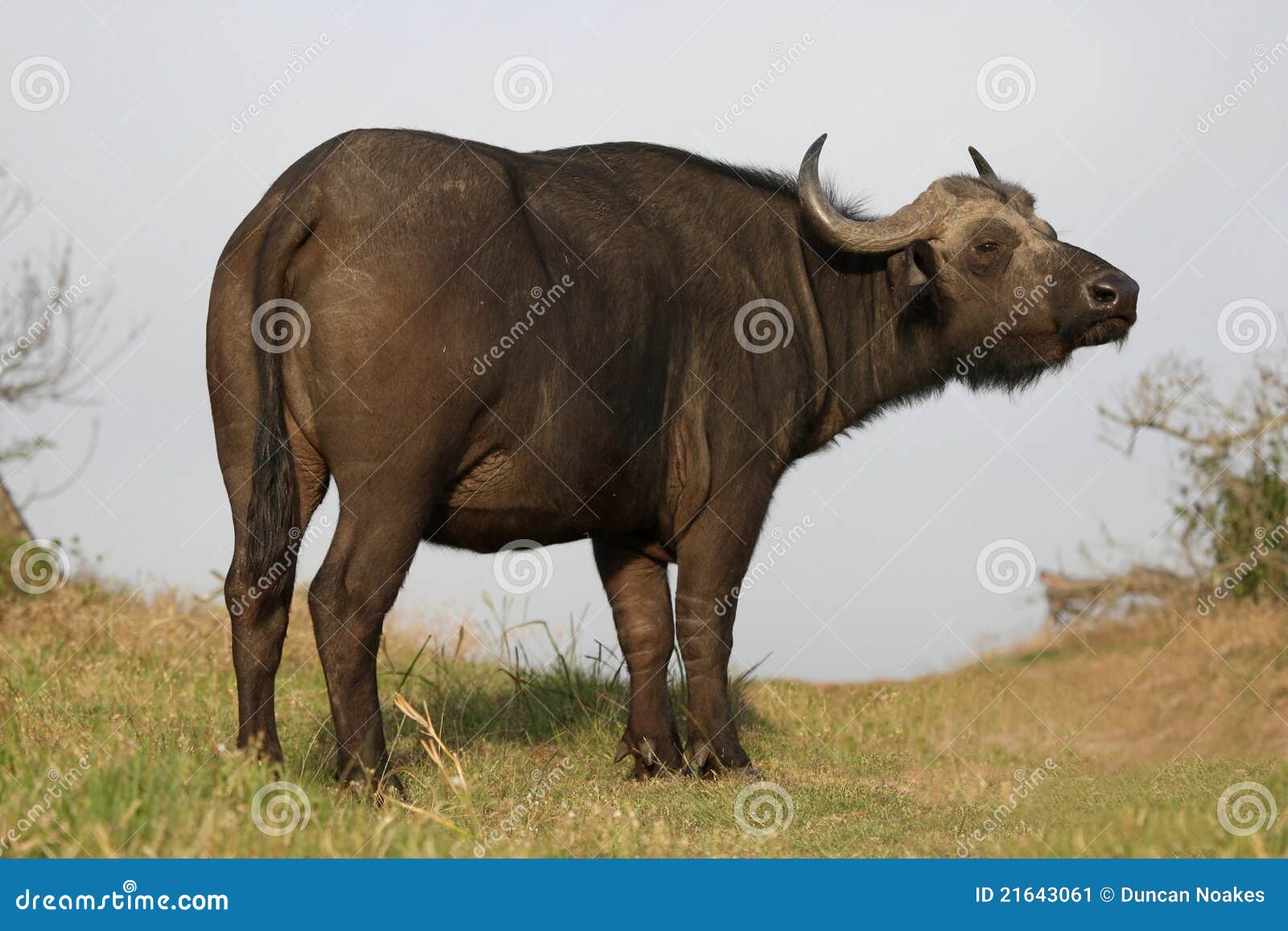African Buffalo stock image. Image of animal, national - 21643061