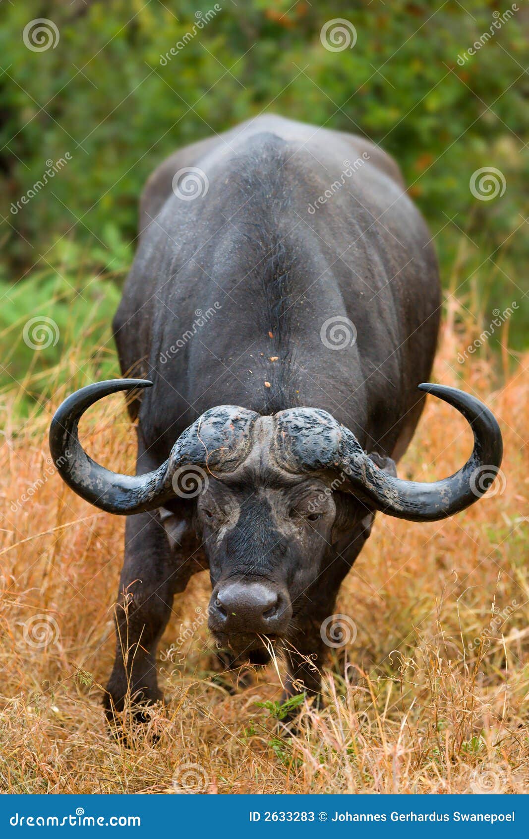 259 African Buffalo Front View Stock Photos - Free & Royalty-Free Stock ...