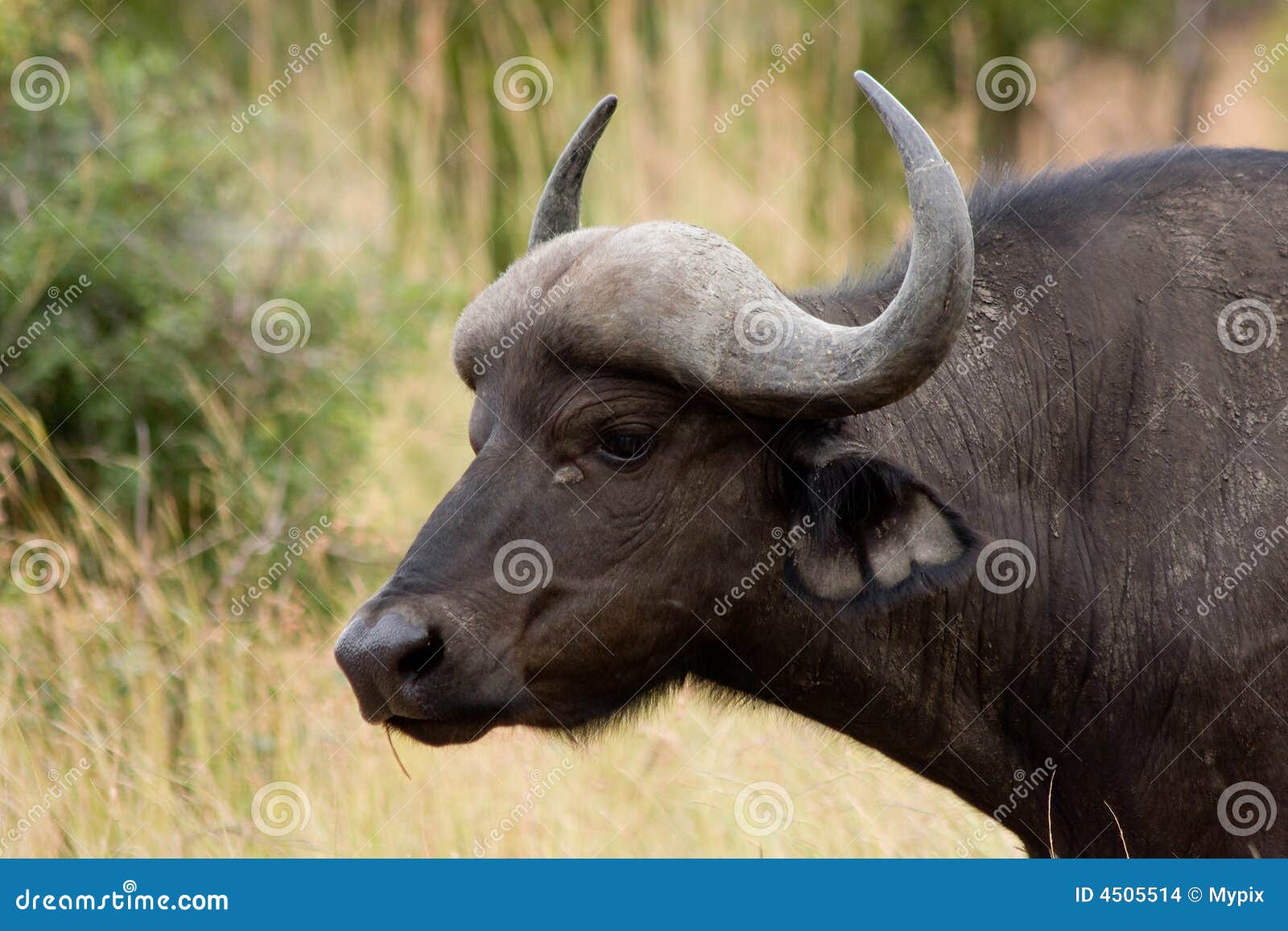 African Buffalo stock photo. Image of african, safari - 4505514