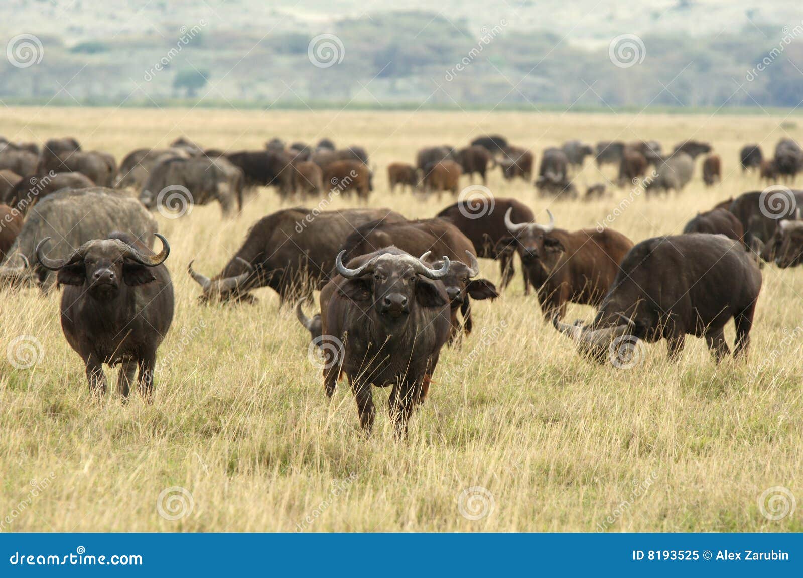African Buffalo stock image. Image of forest, africa, park - 8193525