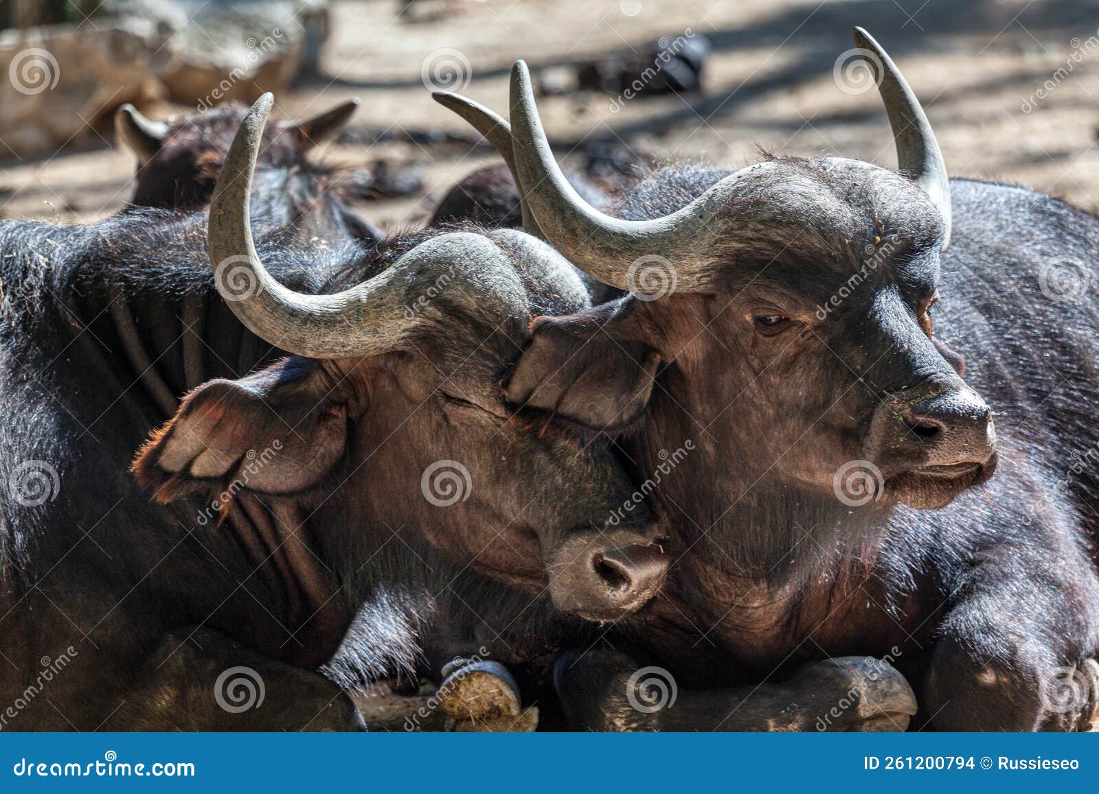 African Buffalo Animals Together Stock Photo - Image of savanna ...