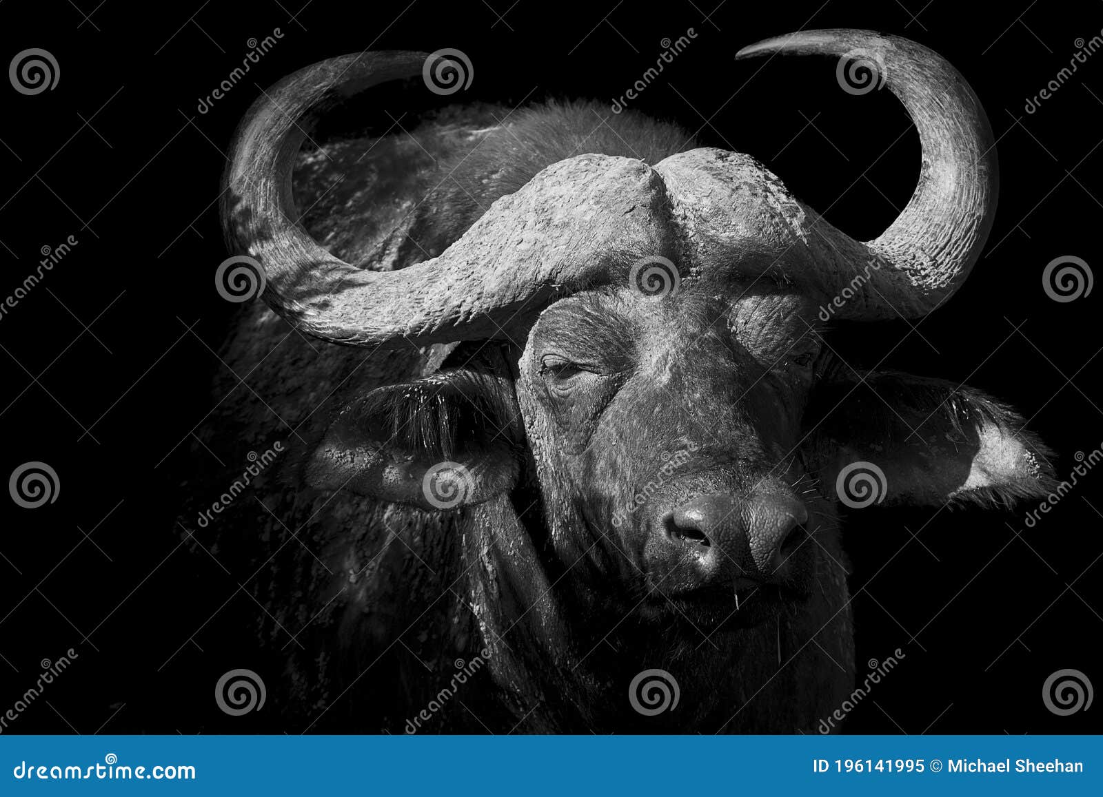 African Buffalo in Black and White Stock Image - Image of light, dark ...