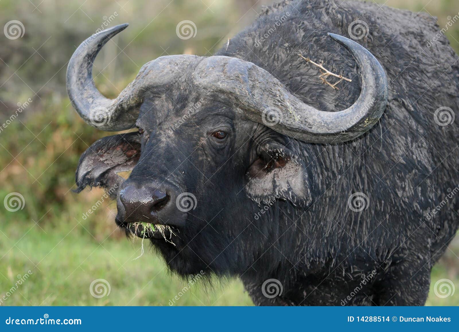 African Buffalo Bull stock photo. Image of face, danger - 14288514