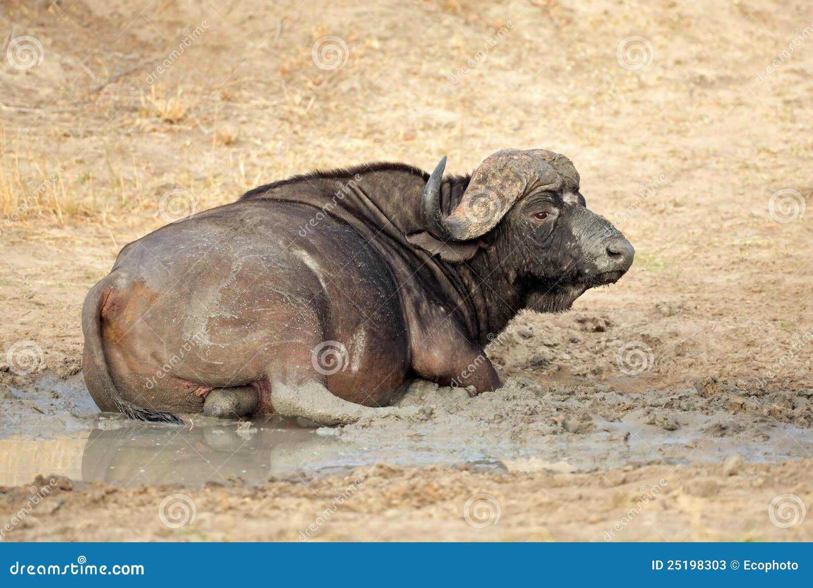 African buffalo bull stock image. Image of southern, outdoor - 25198303