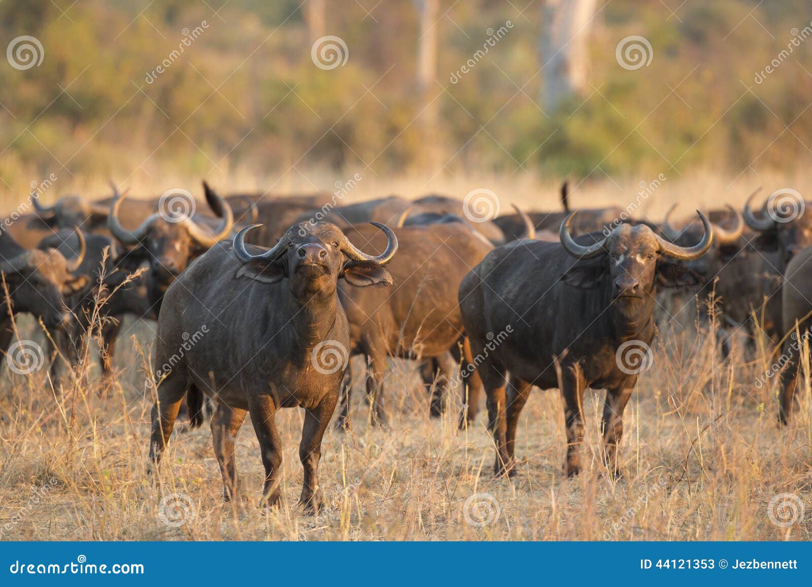 African Buffalo Bull with Herd Stock Image - Image of defensive ...