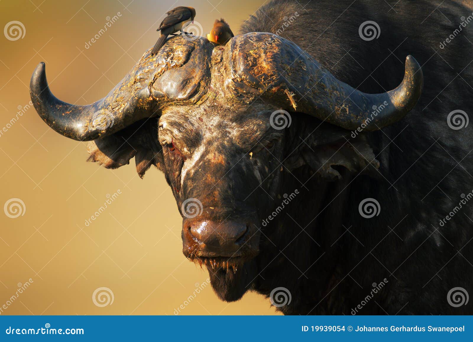 African Buffalo Bull Portrait Stock Photo - Image of close, wildlife ...