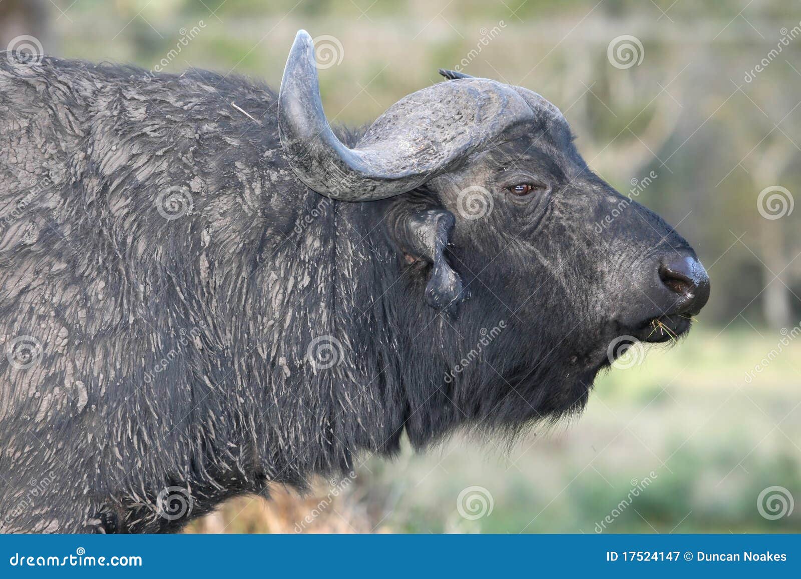 African Buffalo Bull Profile Stock Image - Image of africa, herbivore ...