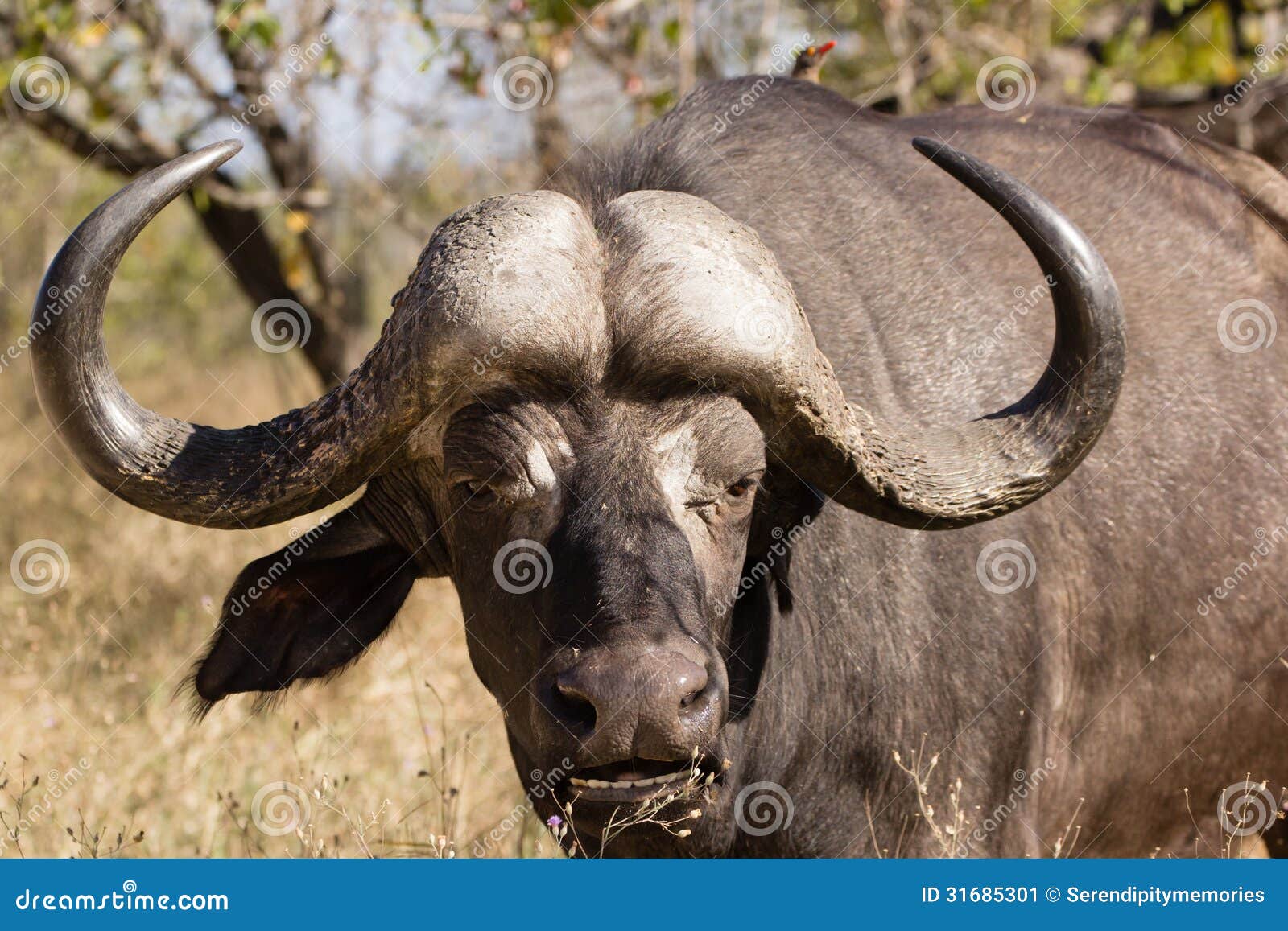 African buffalo bull stock image. Image of bull, cape - 31685301