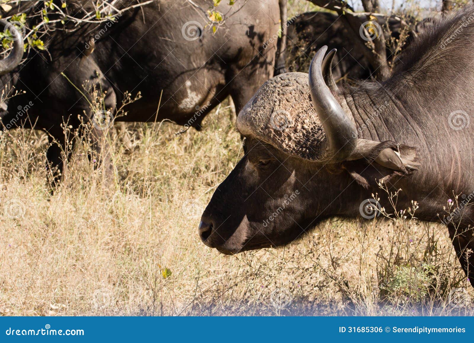 African buffalo bull stock photo. Image of outdoor, large - 31685306